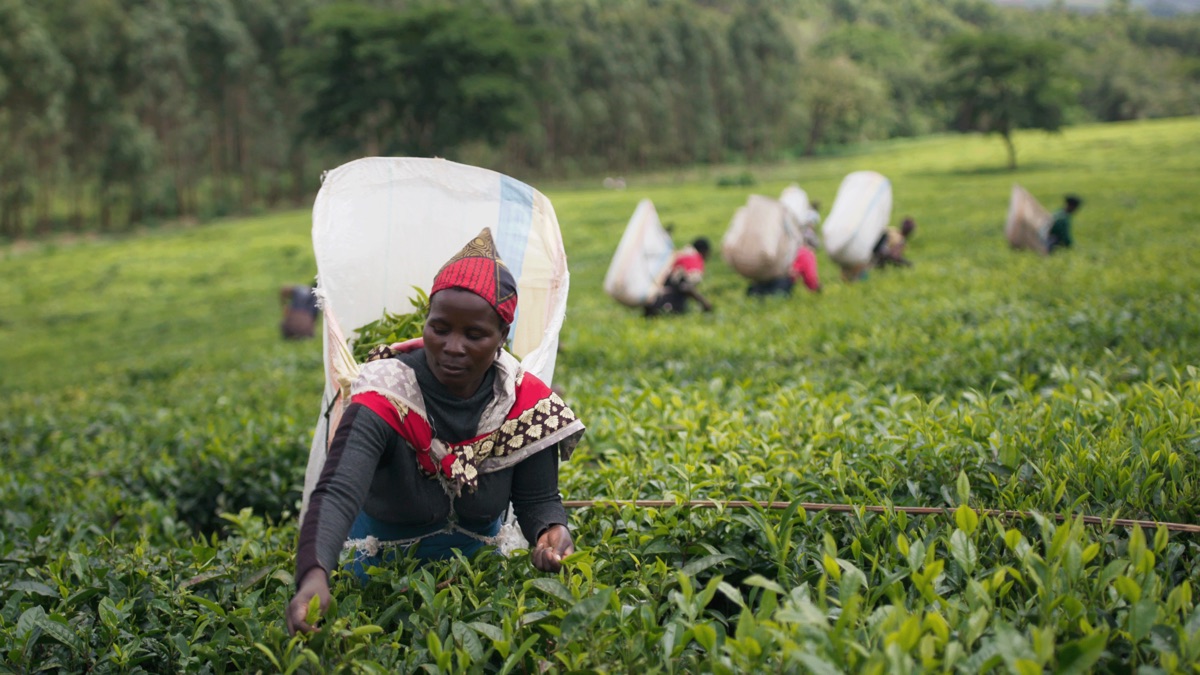 Tea Without Limits - One Cup, A Thousand Stories (Season 1, Episode 6) - Apple TV