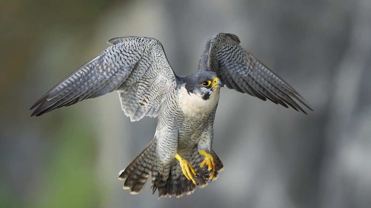 Episode 1 - Springwatch (Series 2024, Episode 1) - Apple TV (UK)