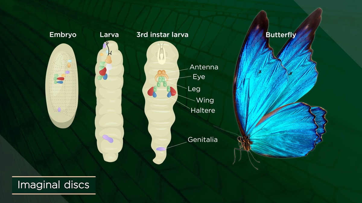 ‎Insect Life Cycles and Reproduction – Why Insects Matter: Earth's Most ...