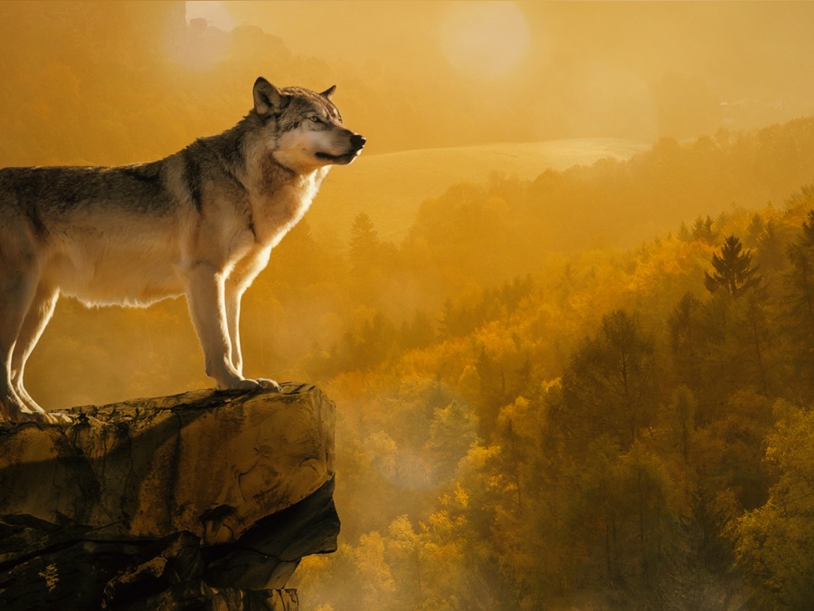 Wolves - Power of the Pack - Apple TV