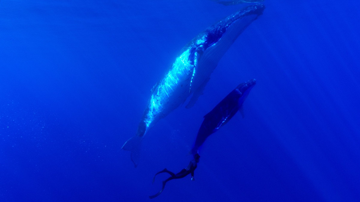 Ocean Voyagers - Whale with Steve Backshall (Series 1, Episode 3 ...