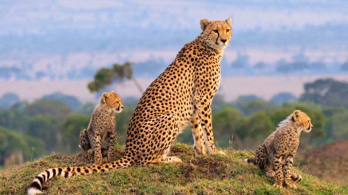 Masai Mara - Apple TV (ES)
