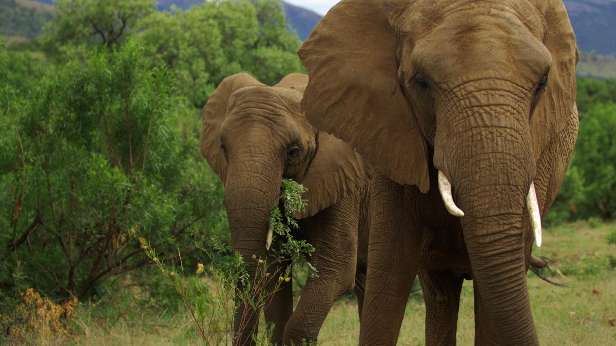 Earth Day | Apple TV
