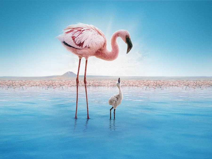 Disneynature: The Crimson Wing - Mystery of the Flamingos | Apple TV