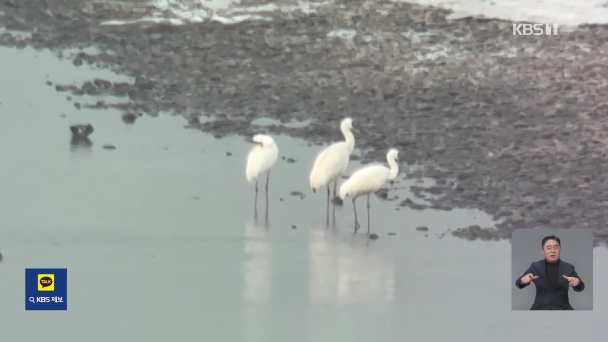 ‎DMZ 임진강, 국가정원 추진…“난개발 해소”vs“생태계 훼손” - KBS NEWS 24(시즌 1, 에피소드 4614) - Apple TV (KR)