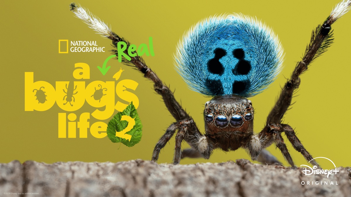 ‎A Real Bug's Life - Apple TV