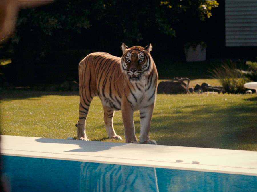 Tiger - Apple TV (PL)