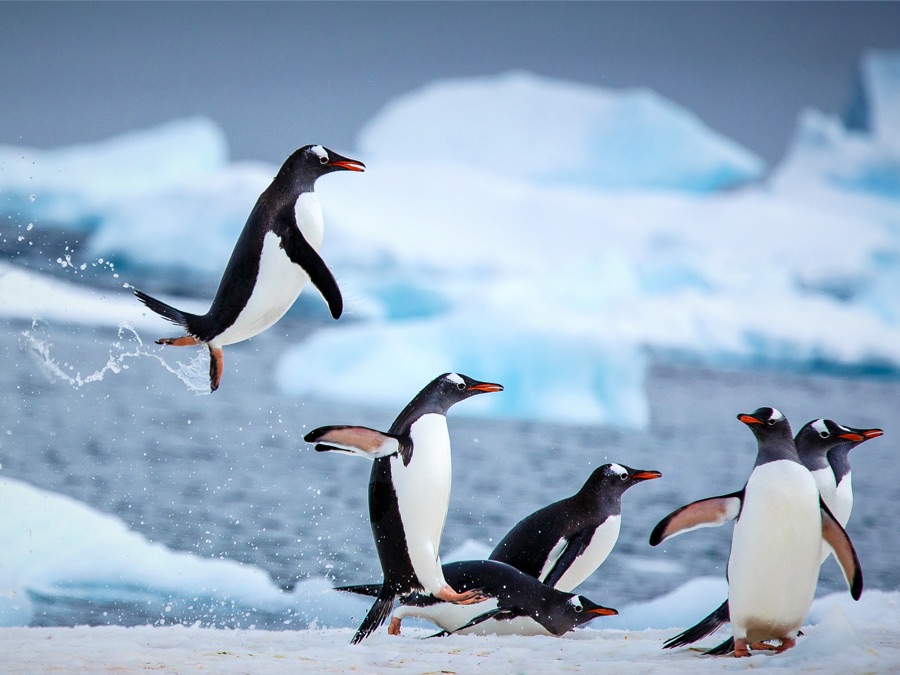 Meet The Penguins - Apple TV (EG)