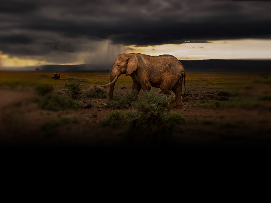 Chasing the Rains - Apple TV (NZ)