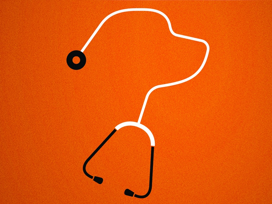 The Dog Doc - Apple TV