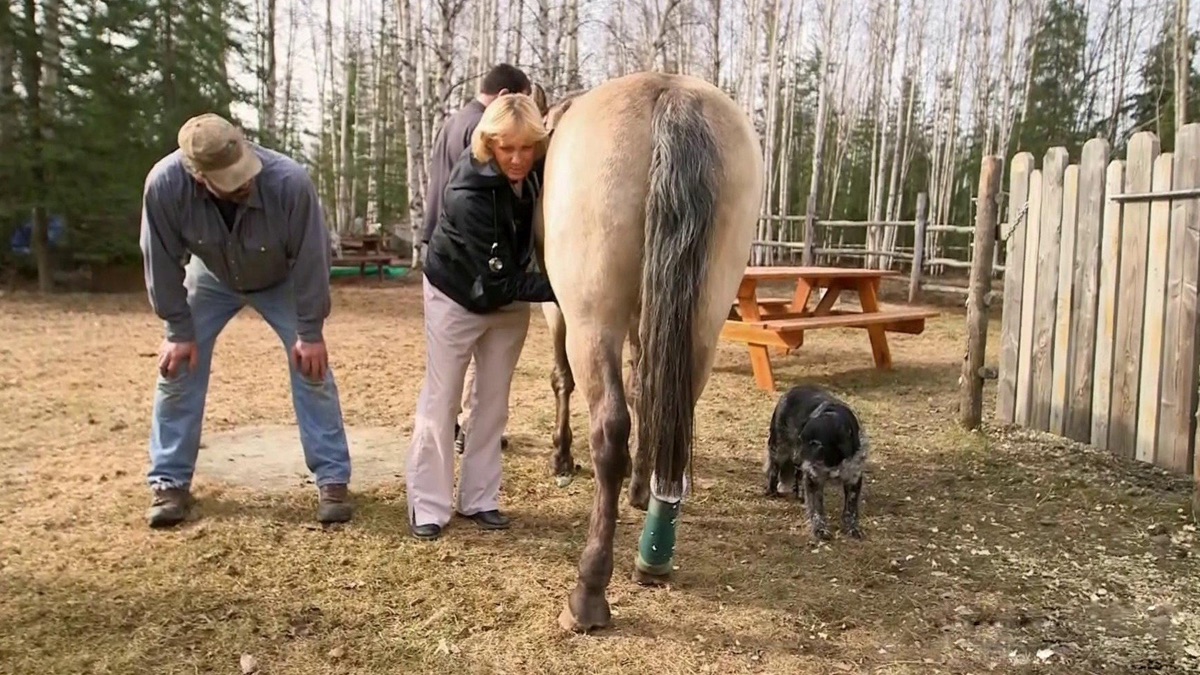 Farm Frenzy - Dr. Dee: Alaska Vet (Series 2, Episode 7) - Apple TV (SI)