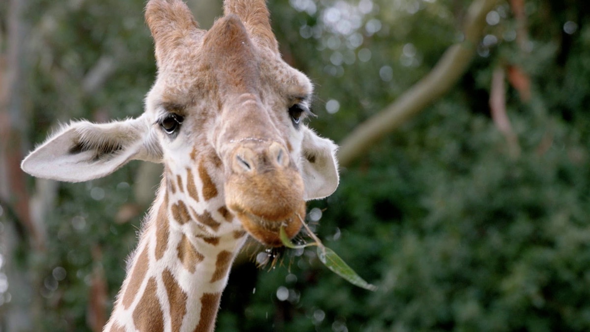 Episode 20 - Walking Wild at the San Diego Zoo (Season 1, Episode 20 ...