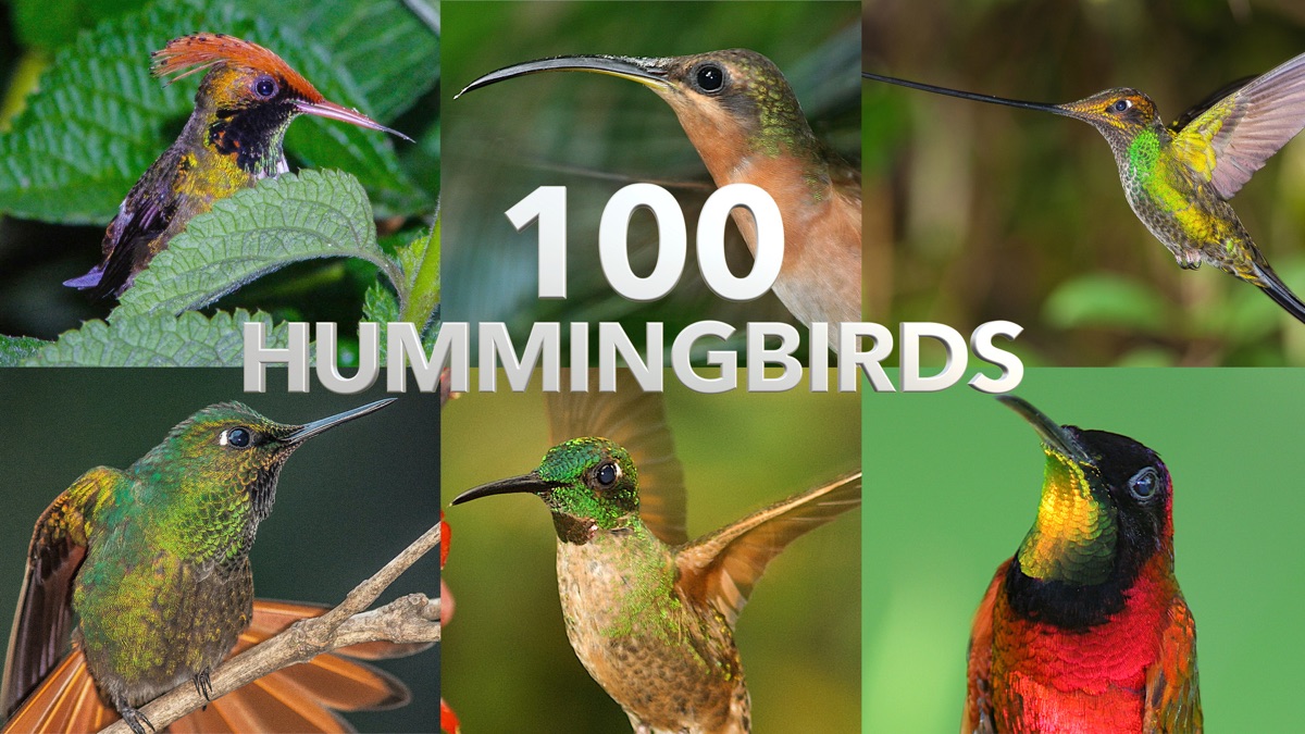 ‎100 Hummingbirds - Apple TV