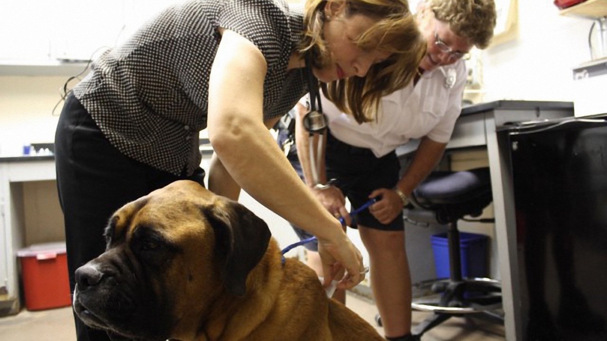 Animal Cops: Miami - Animal Cops (Season 16, Episode 4) - Apple TV