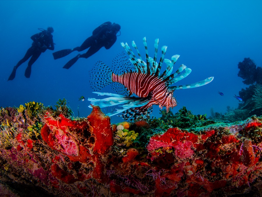 Oceans - Apple TV (UK)