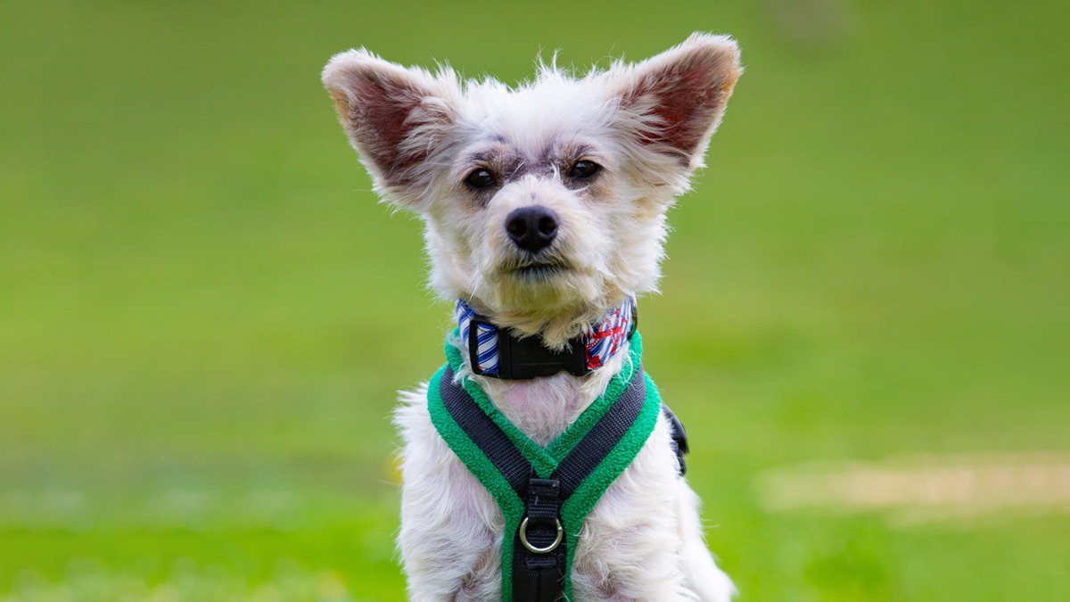 Le vilain petit canard - Dog house : un chien pour la vie (saison 2 ...