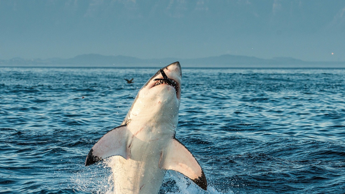 Air Jaws: Sharks of South Africa - Apple TV