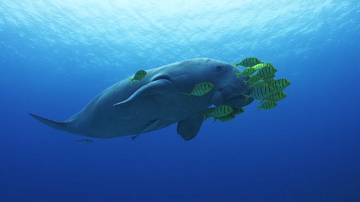 Ocean Stories | Apple TV (CA)