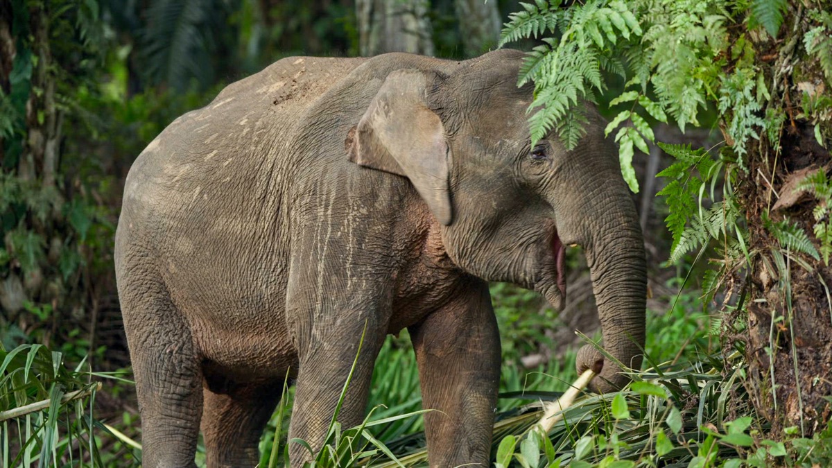 Conflict in Borneo - Hard Truths of Conservation With Dan Cabela ...