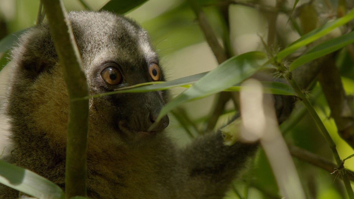‎Madagascar: Lizards and Lemurs – Dawn to Dusk (Season 1, Episode 7 ...