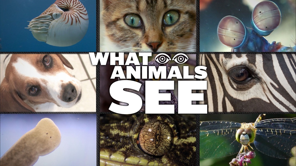 What Animals See》- Apple TV