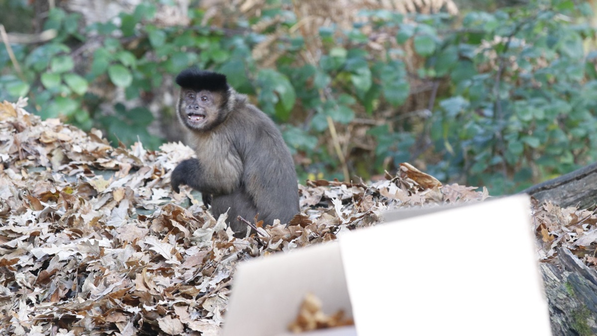 Monkey Life 14 - Monkey Life (Series 16, Episode 14) - Apple TV (UK)