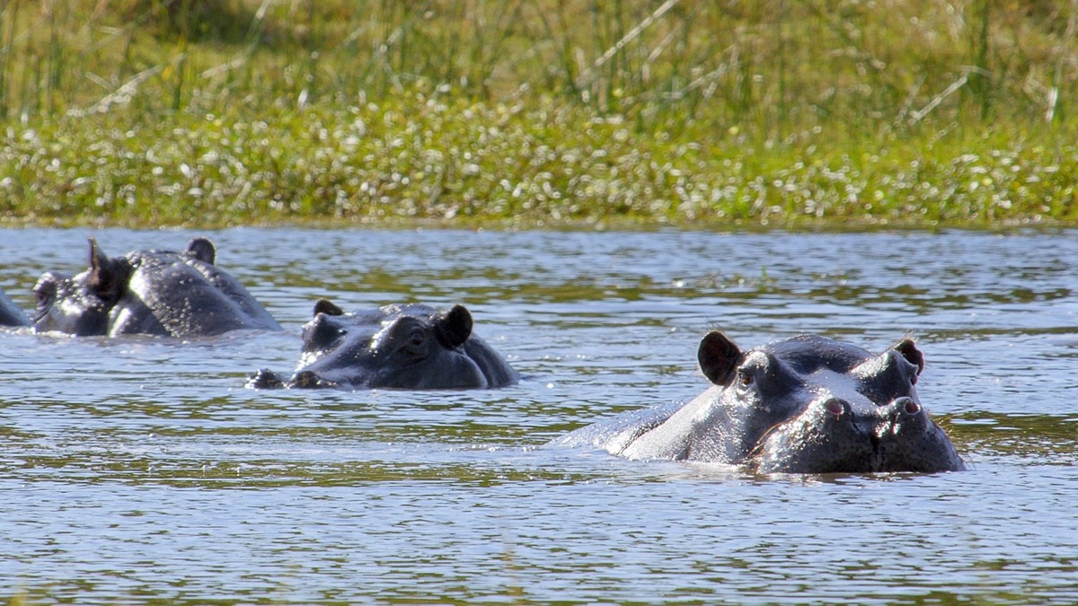 ‎The Kalahari - Africa's Wild Horizons (Series 1, Episode 5) - Apple TV ...