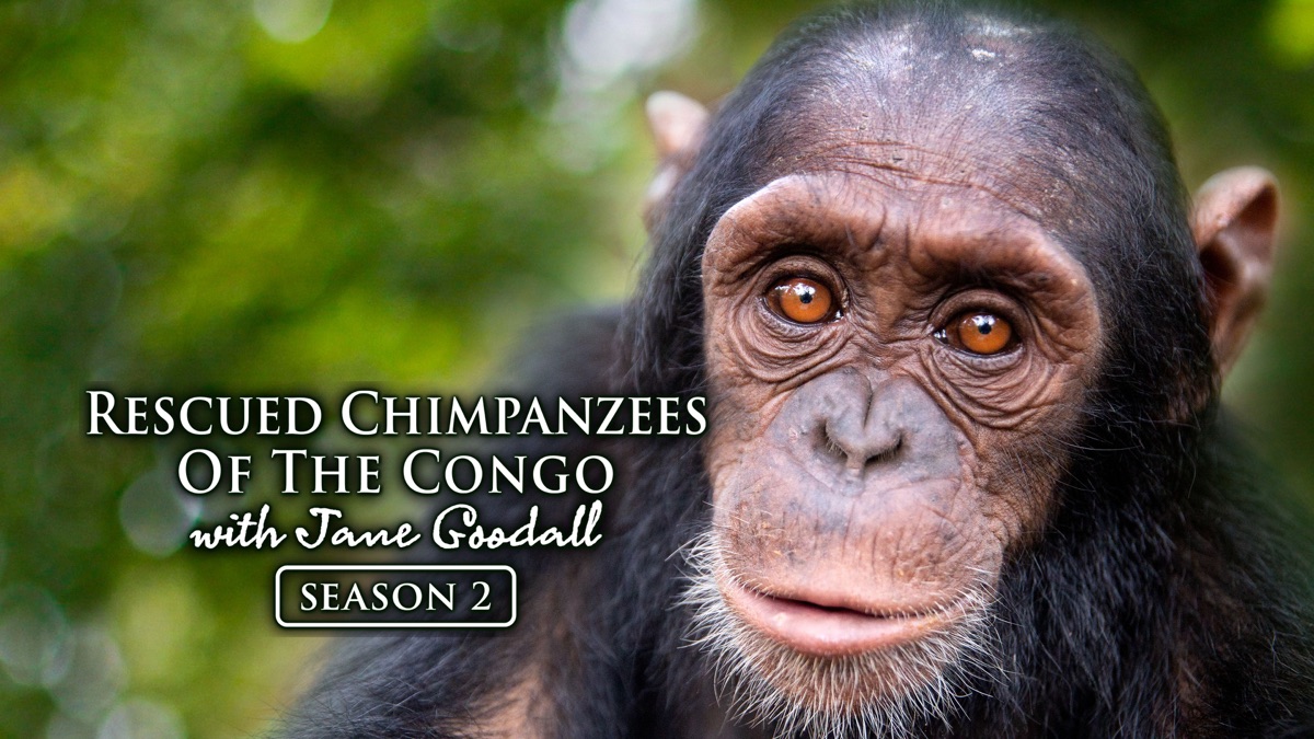 Path to Freedom - Rescued Chimpanzees of the Congo with Jane Goodall ...
