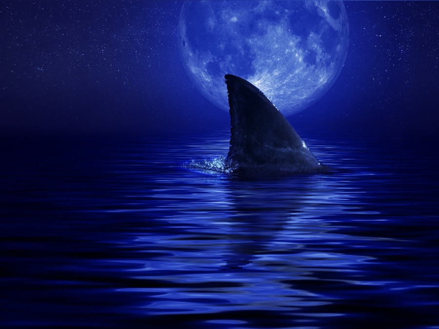 Shark Side of the Moon - Apple TV