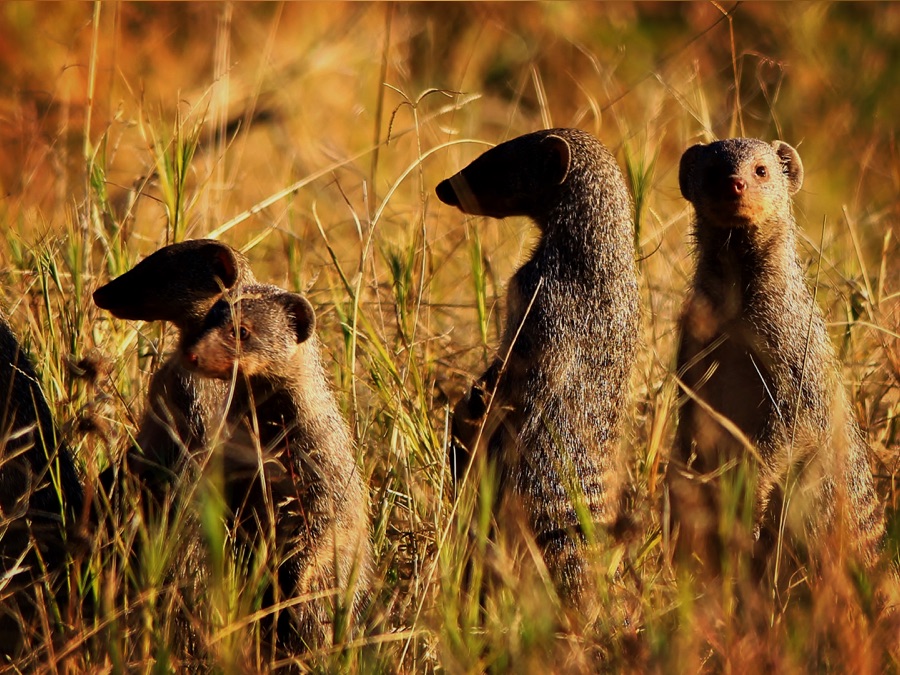 Banded Brothers: The Mongoose Mob - Apple TV (AU)