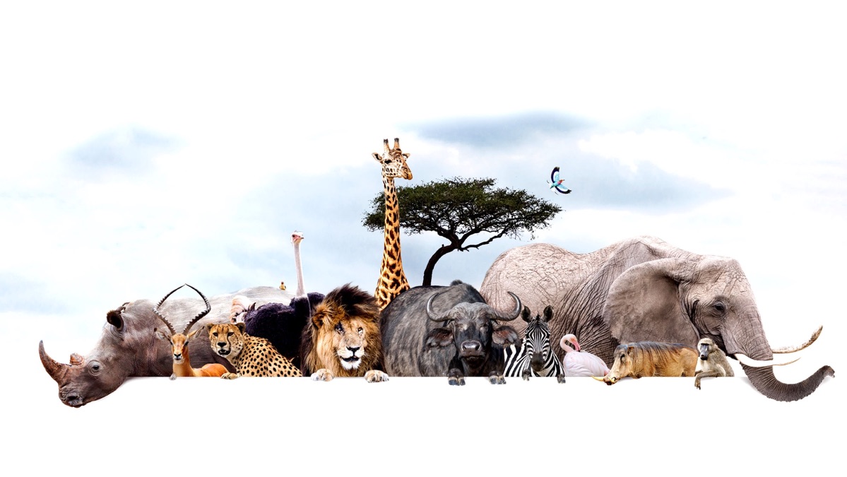 All About Animals - Apple TV (AU)