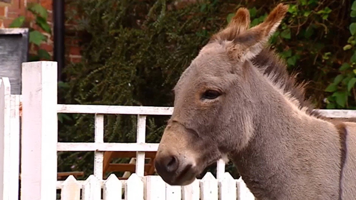 Dash's Birthday Surprise - Big Barn Farm (Series 2, Episode 12) - Apple ...