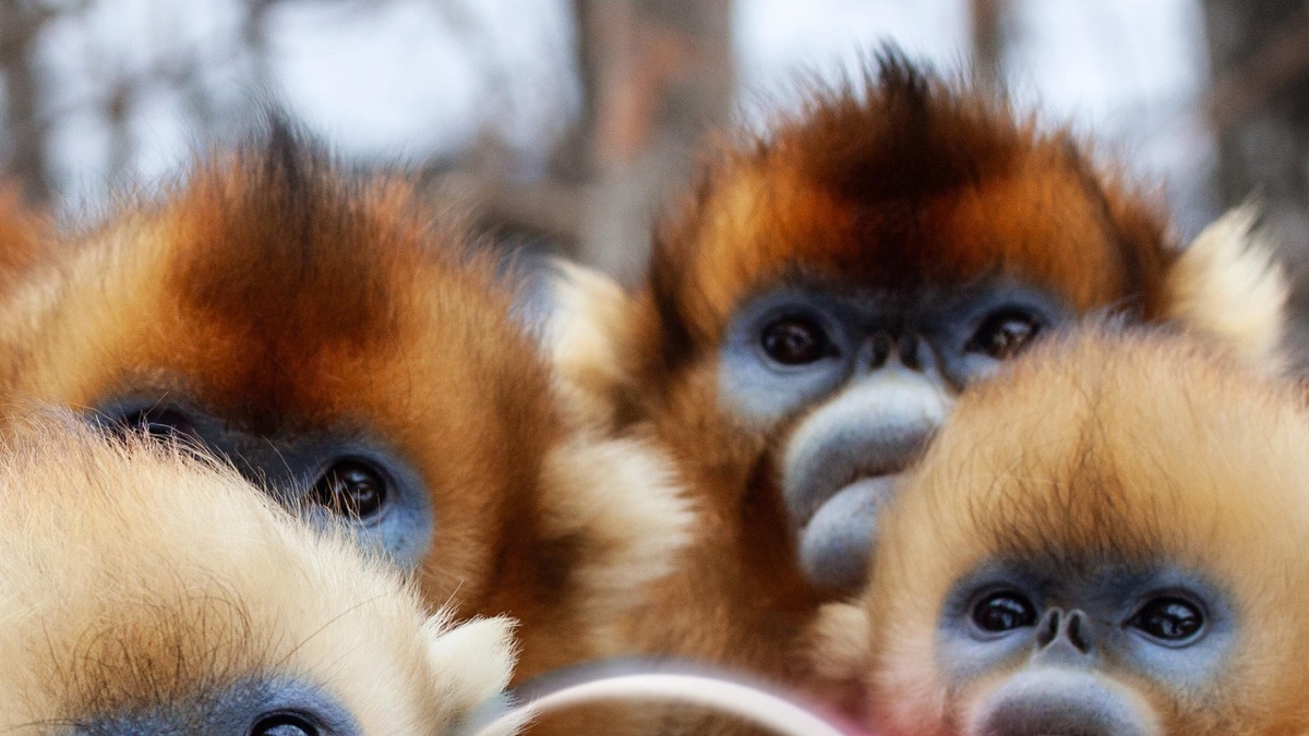 ‎Seven Worlds, One Planet - Apple TV