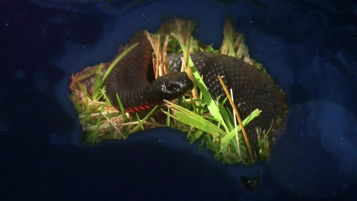Cruel Creatures - 72 Dangerous Animals Australia (Season 1, Episode 7 ...
