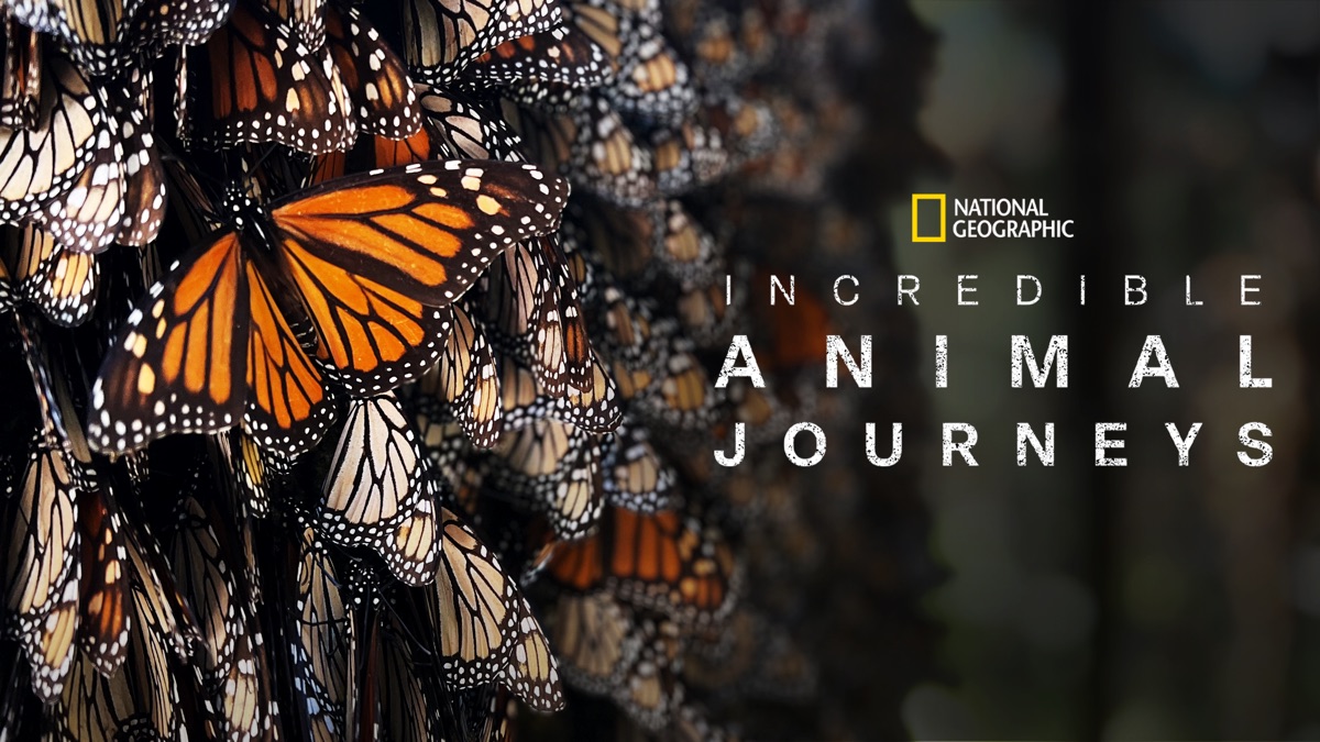 ‎Incredible Animal Journeys - Apple TV