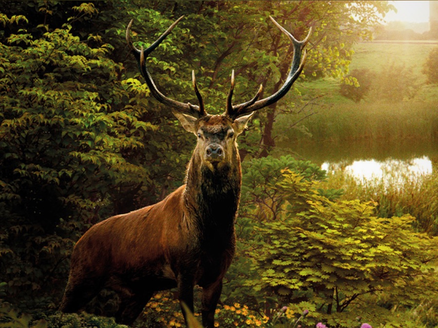 Wilding - Apple TV (UK)