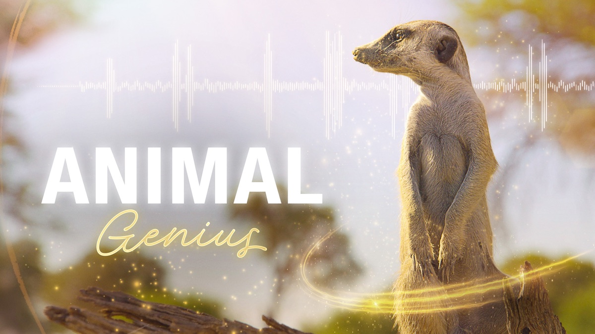 Animal Genius: Teamwork - Apple TV