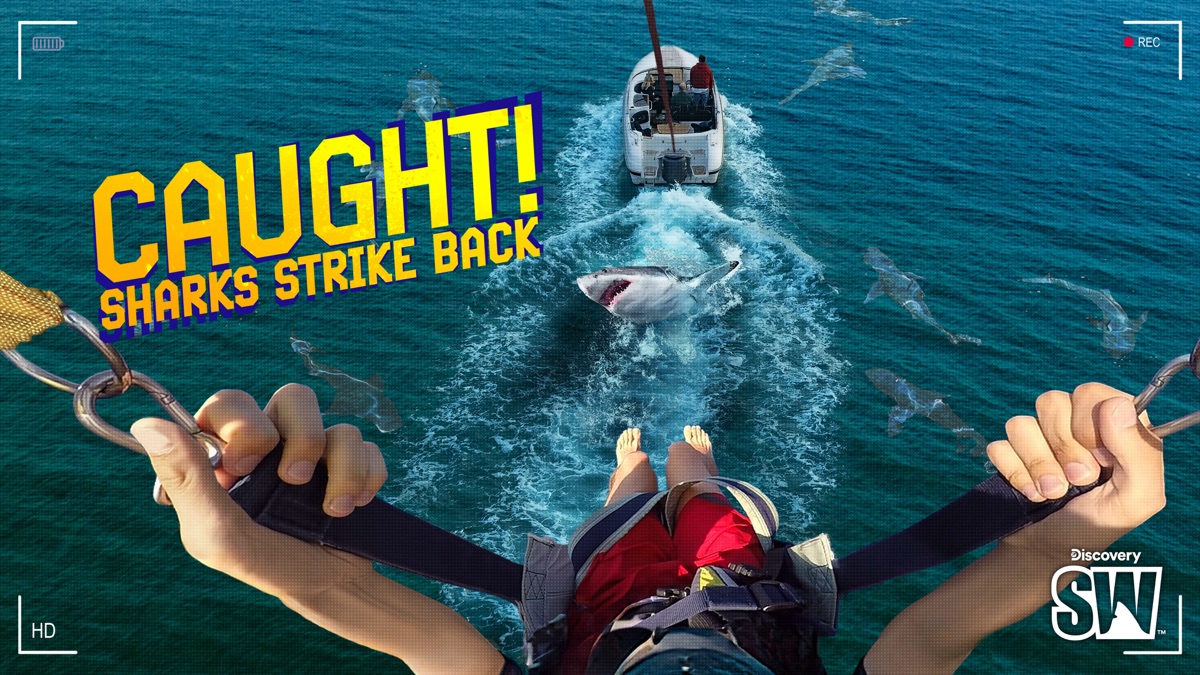 ‎Caught! Sharks Strike Back - Apple TV