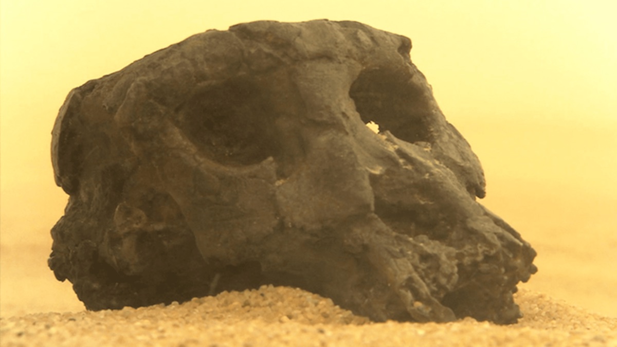 Toumai The Oldest Living Ancestor - Apple TV