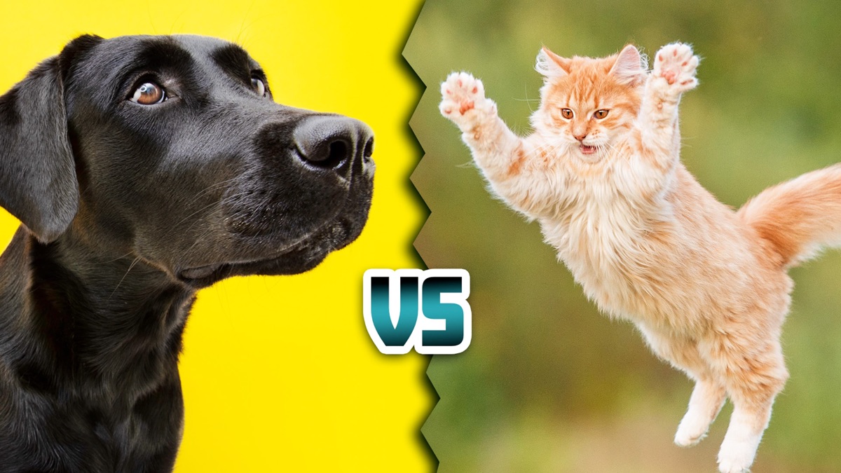 Cats vs. Dogs: Which Is the Better Pet? - Battle Words (Season 1 ...