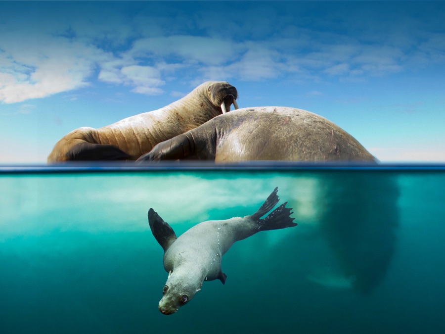 Blue Planet II - Apple TV (CA)