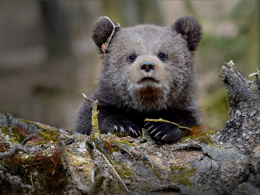 Beary Tales - Apple TV