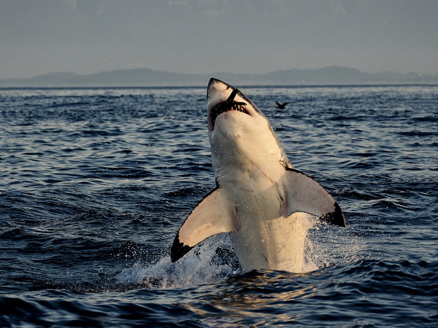 Air Jaws: Fin Of Fury - Apple TV (UK)