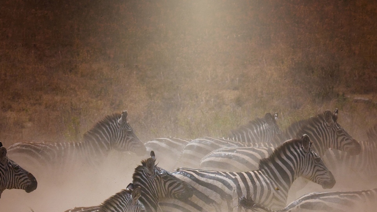‎Nature's Mass Attacks - Apple TV
