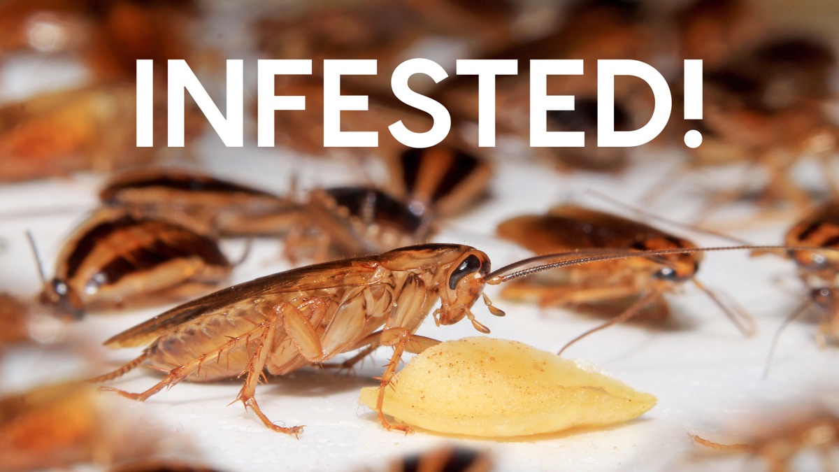 ‎Infested! - Apple TV