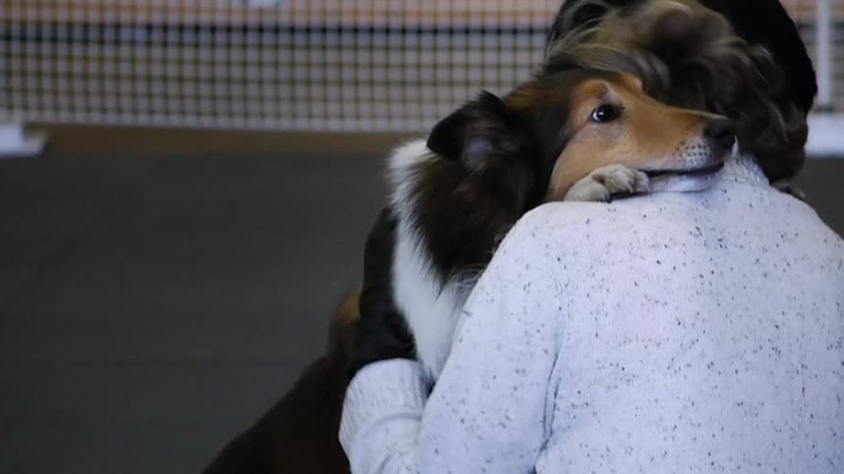 Unleashed! A Dog Dancing Story - Apple TV