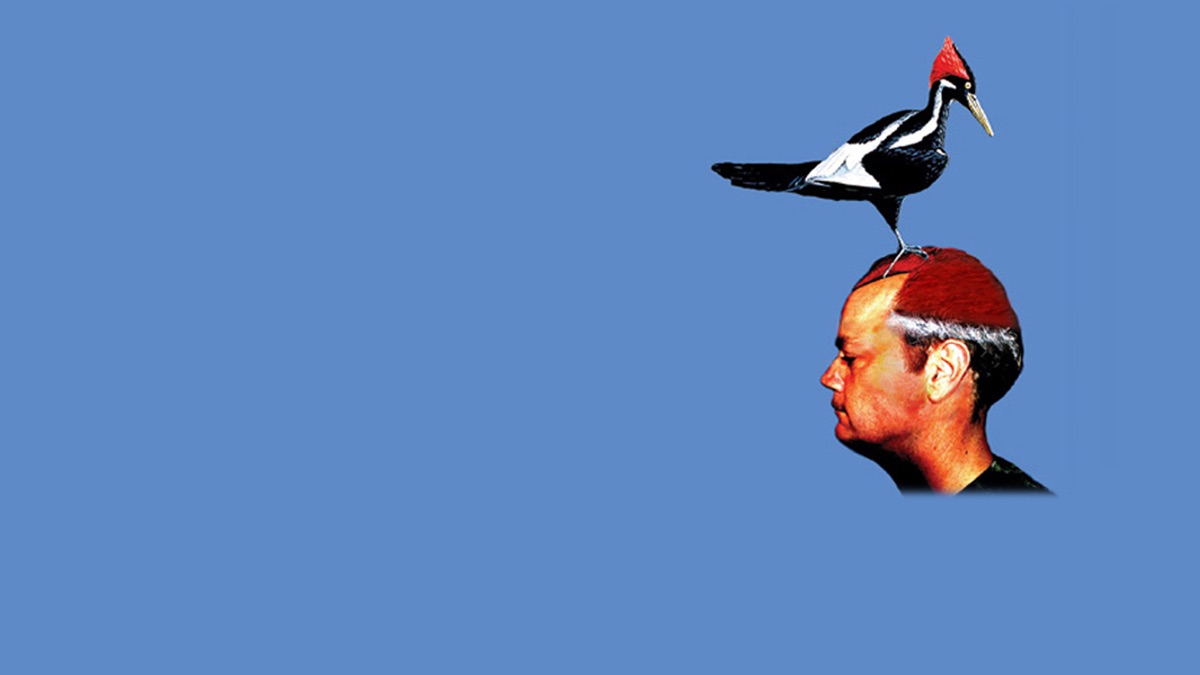 Woodpecker - Apple TV