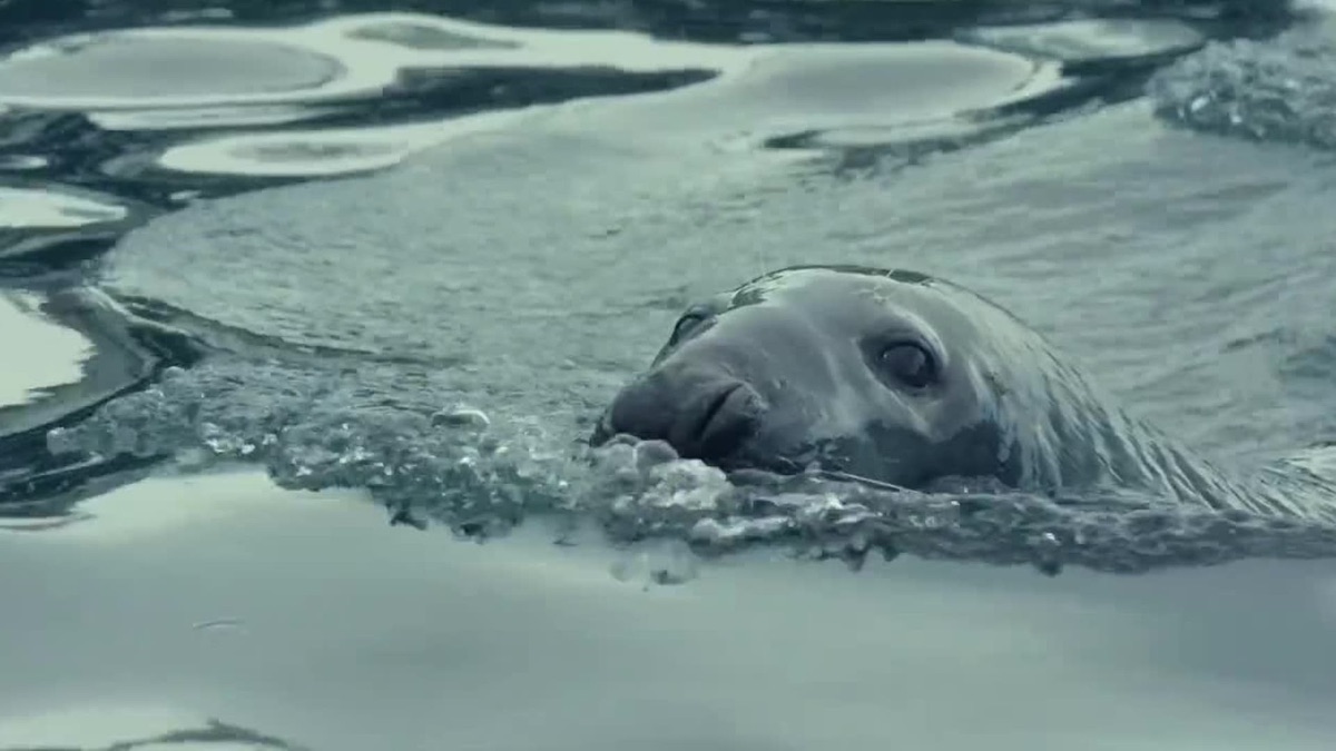 Grey Seals: A Journey of Survival - Apple TV
