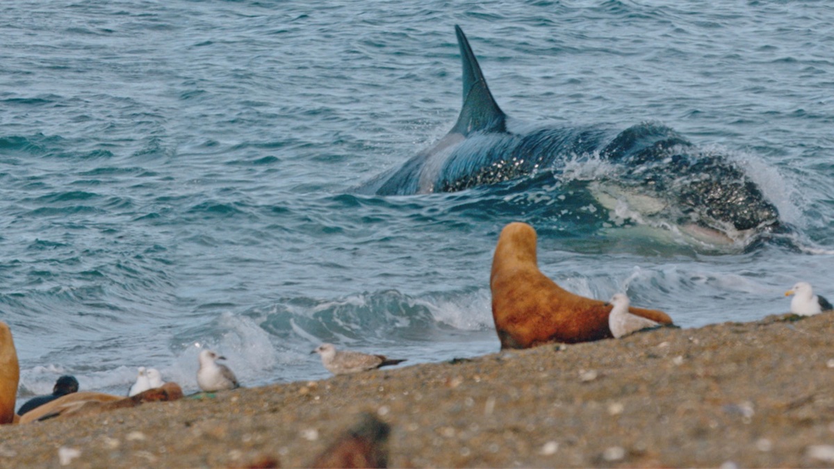 Ocean Super Predators - Apple TV