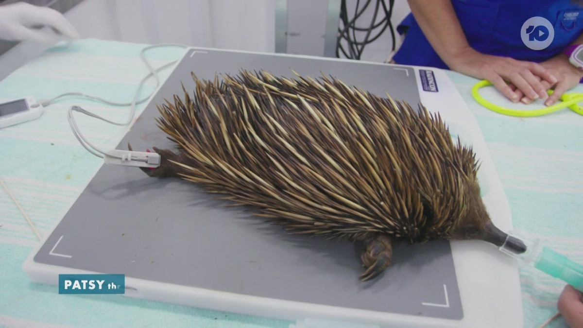 Patsy The Echidna - Apple TV (AU)